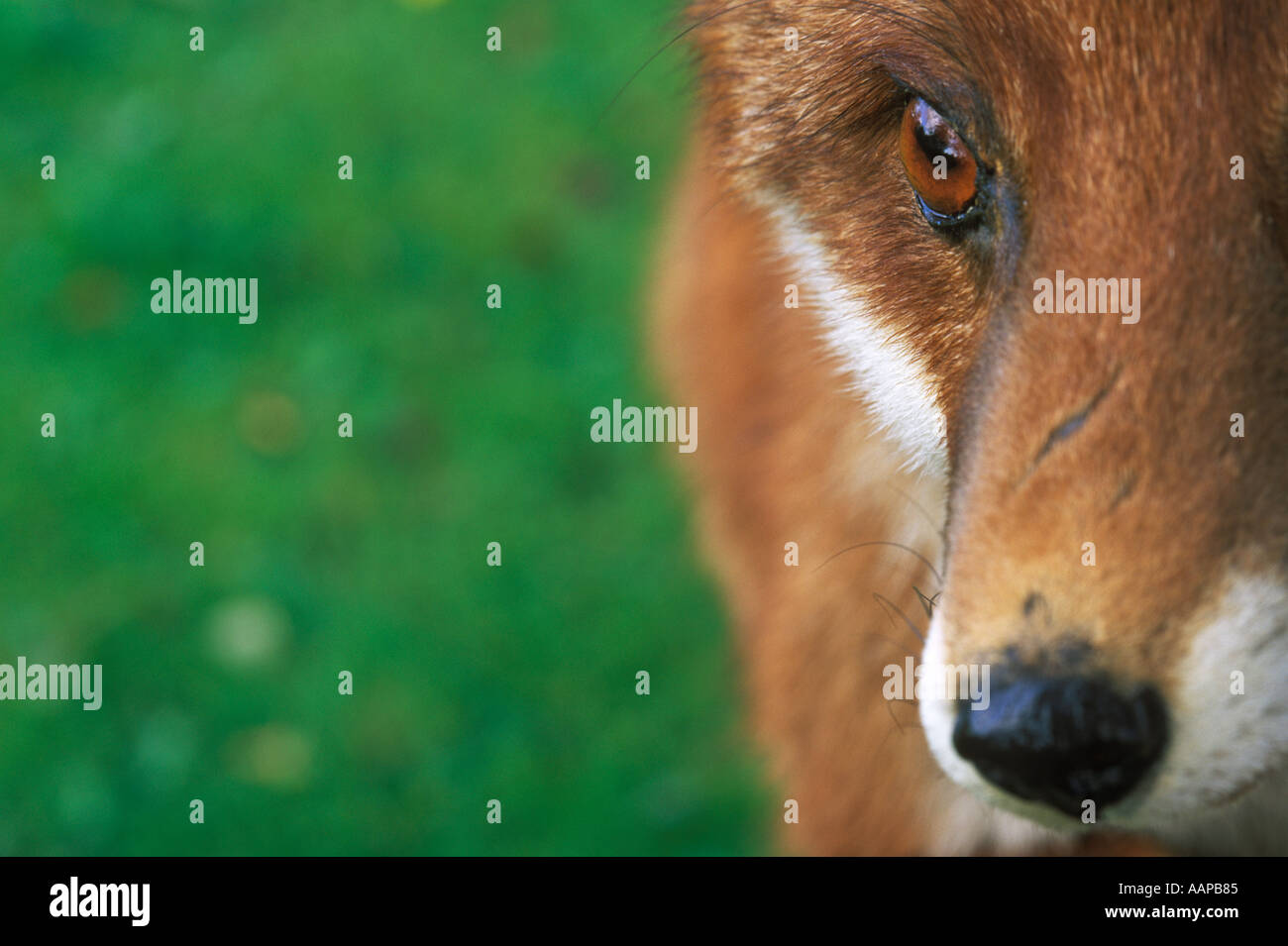 Beautiful face with basil hi-res stock photography and images - Alamy