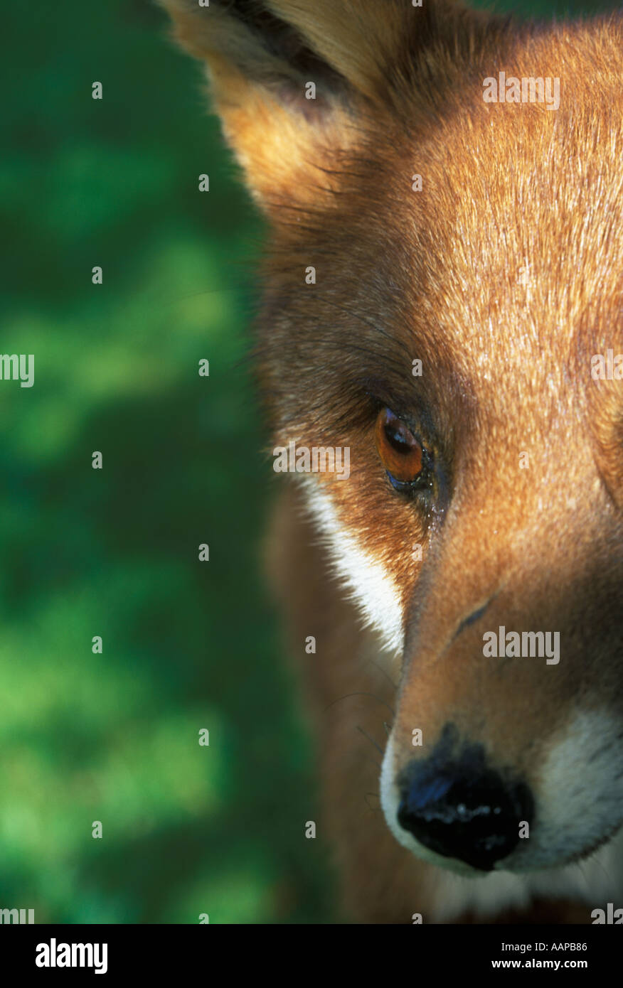 Fox' face in dappled sun light Stock Photo - Alamy