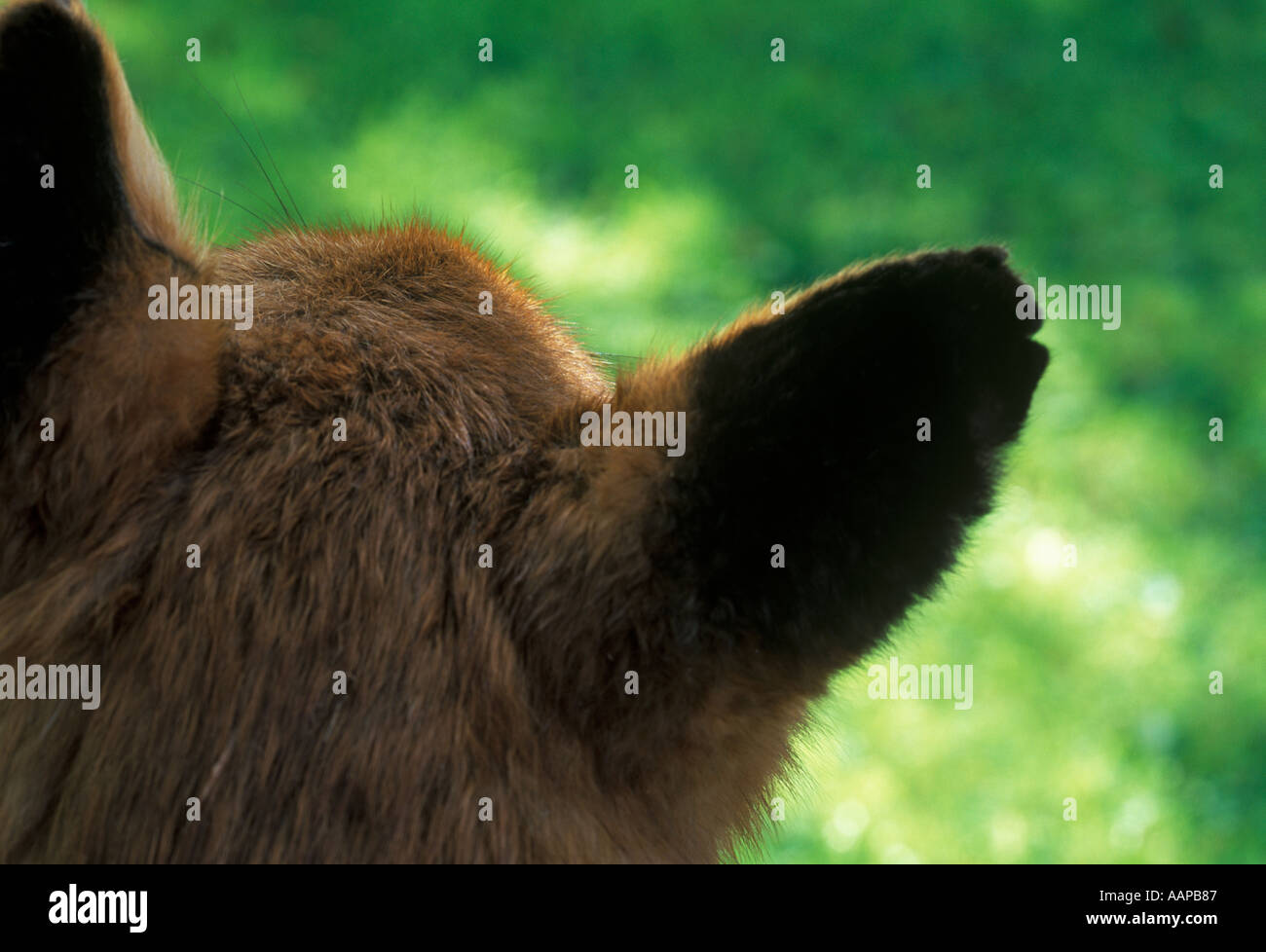 Ears fox hi-res stock photography and images - Alamy