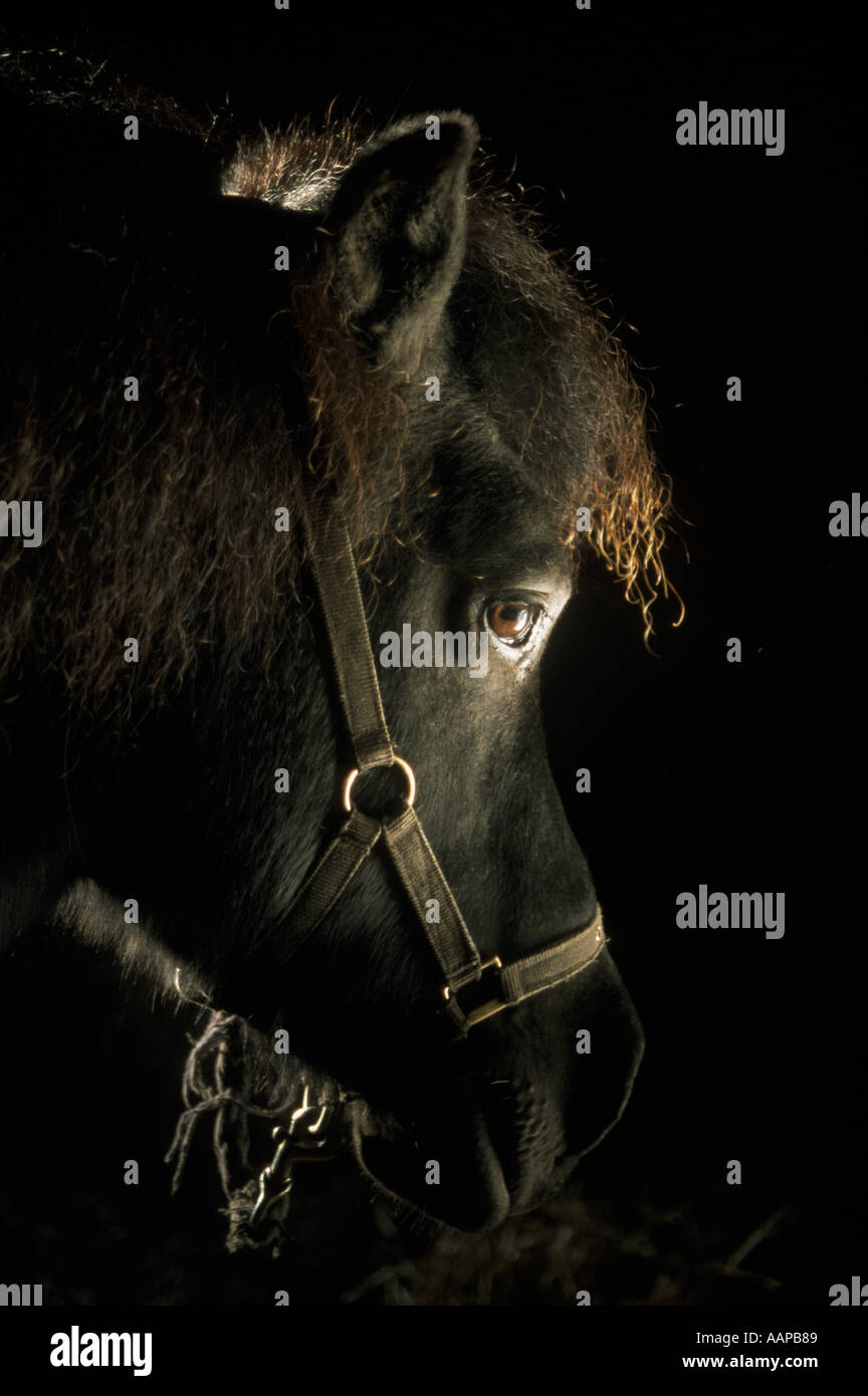 Shetland pony hi-res stock photography and images - Alamy