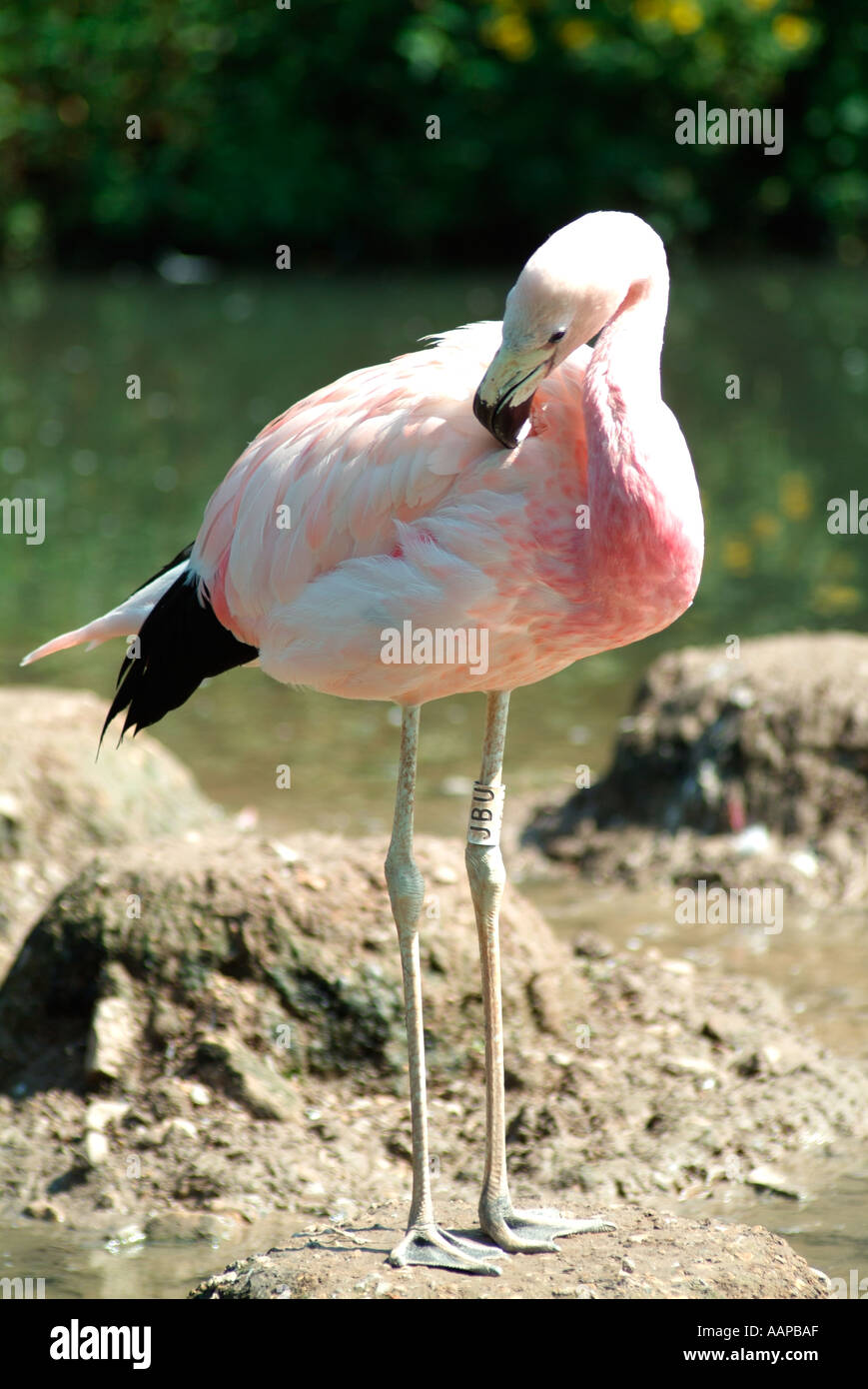 Pink flamingo standing hi-res stock photography and images - Alamy