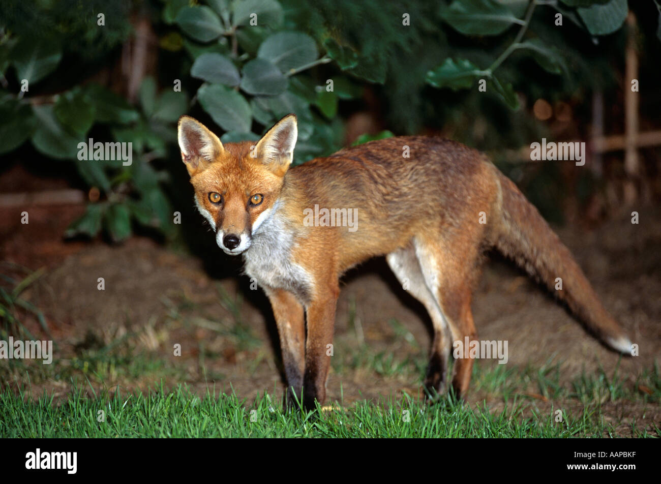 Fox standing, Wiltshire, England Stock Photo - Alamy