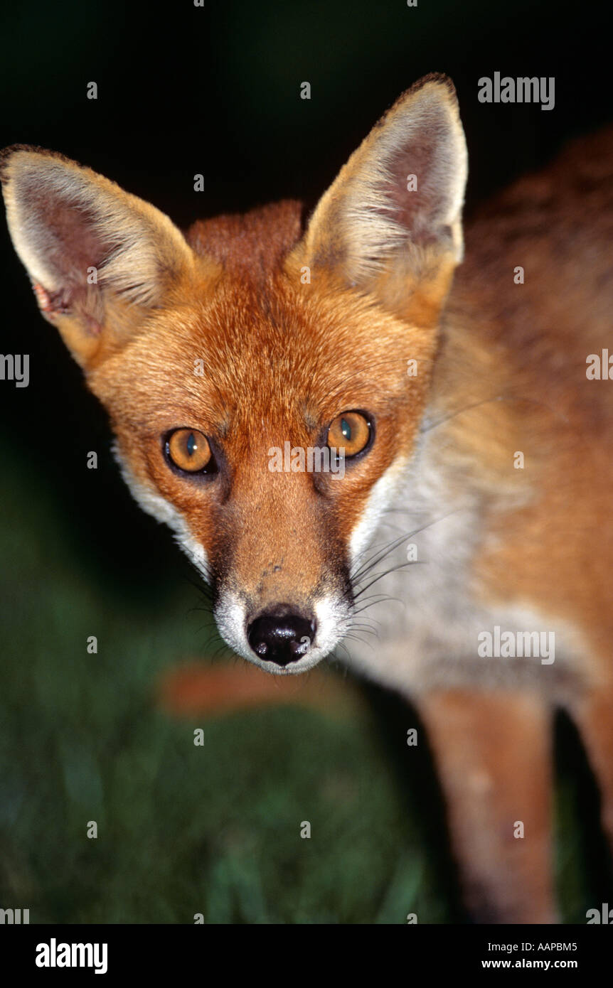 Fox faces hi-res stock photography and images - Alamy