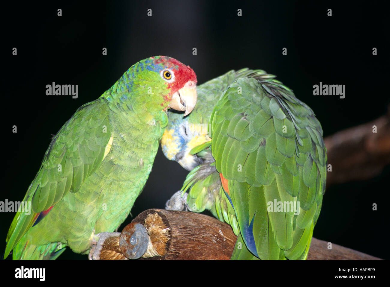 Two green parrots hi-res stock photography and images - Alamy