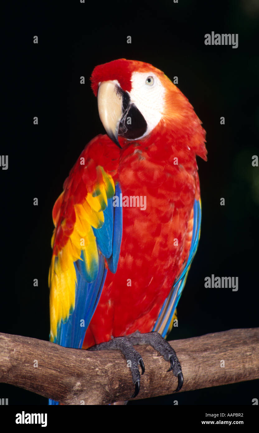 Red parrot on perch hi-res stock photography and images - Alamy