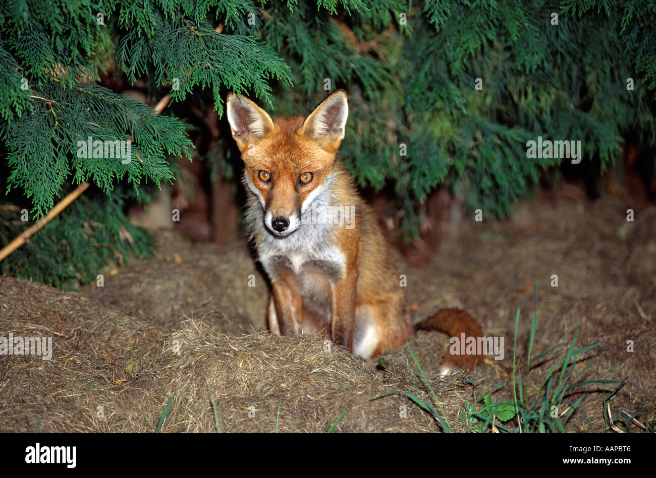 Seated fox hi-res stock photography and images - Alamy