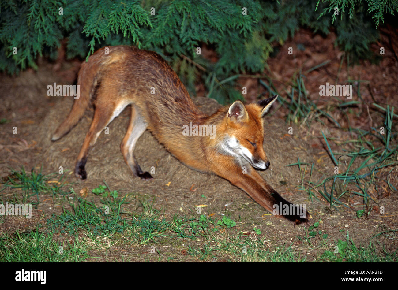 Fox stretching, Wiltshire, England Stock Photo - Alamy