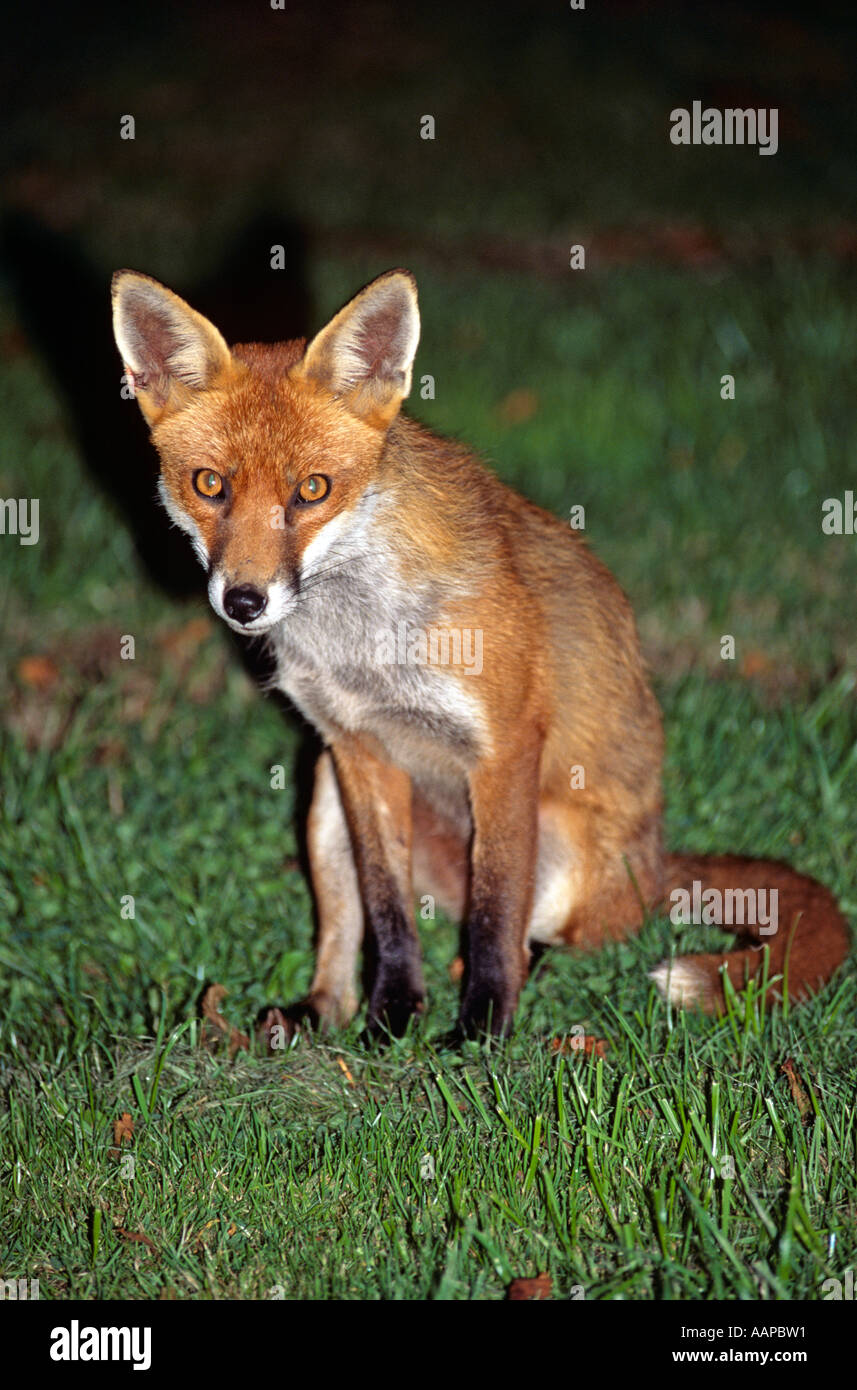 Seated fox hi-res stock photography and images - Alamy