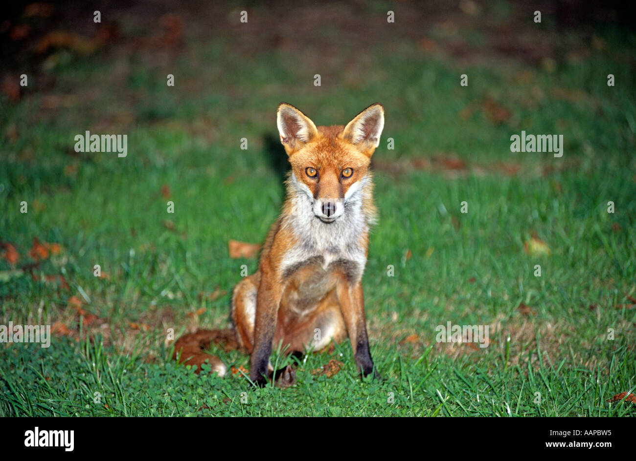 Seated fox hi-res stock photography and images - Alamy