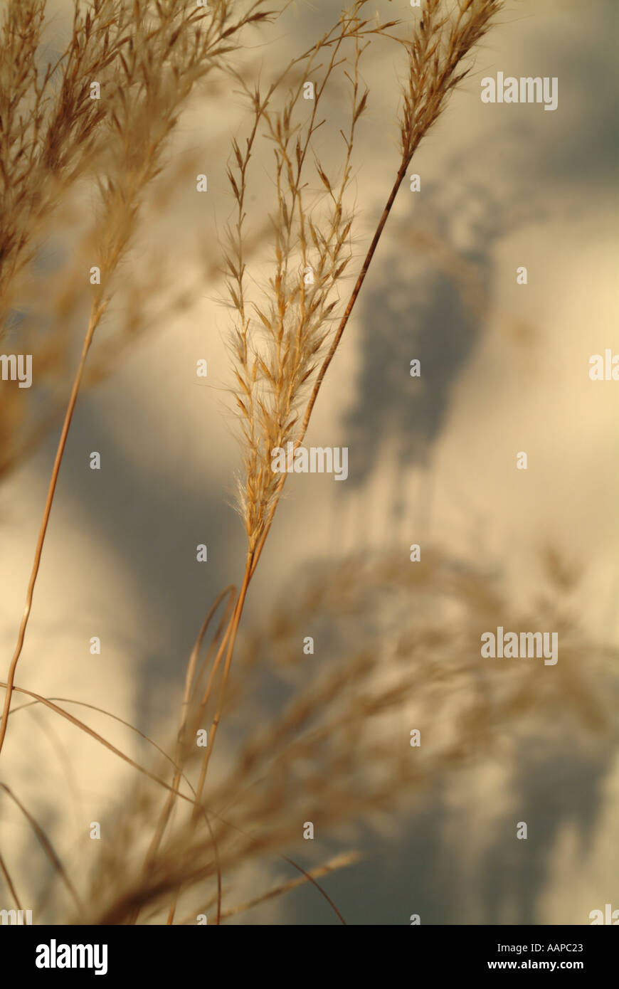 Grass and shadow Stock Photo - Alamy