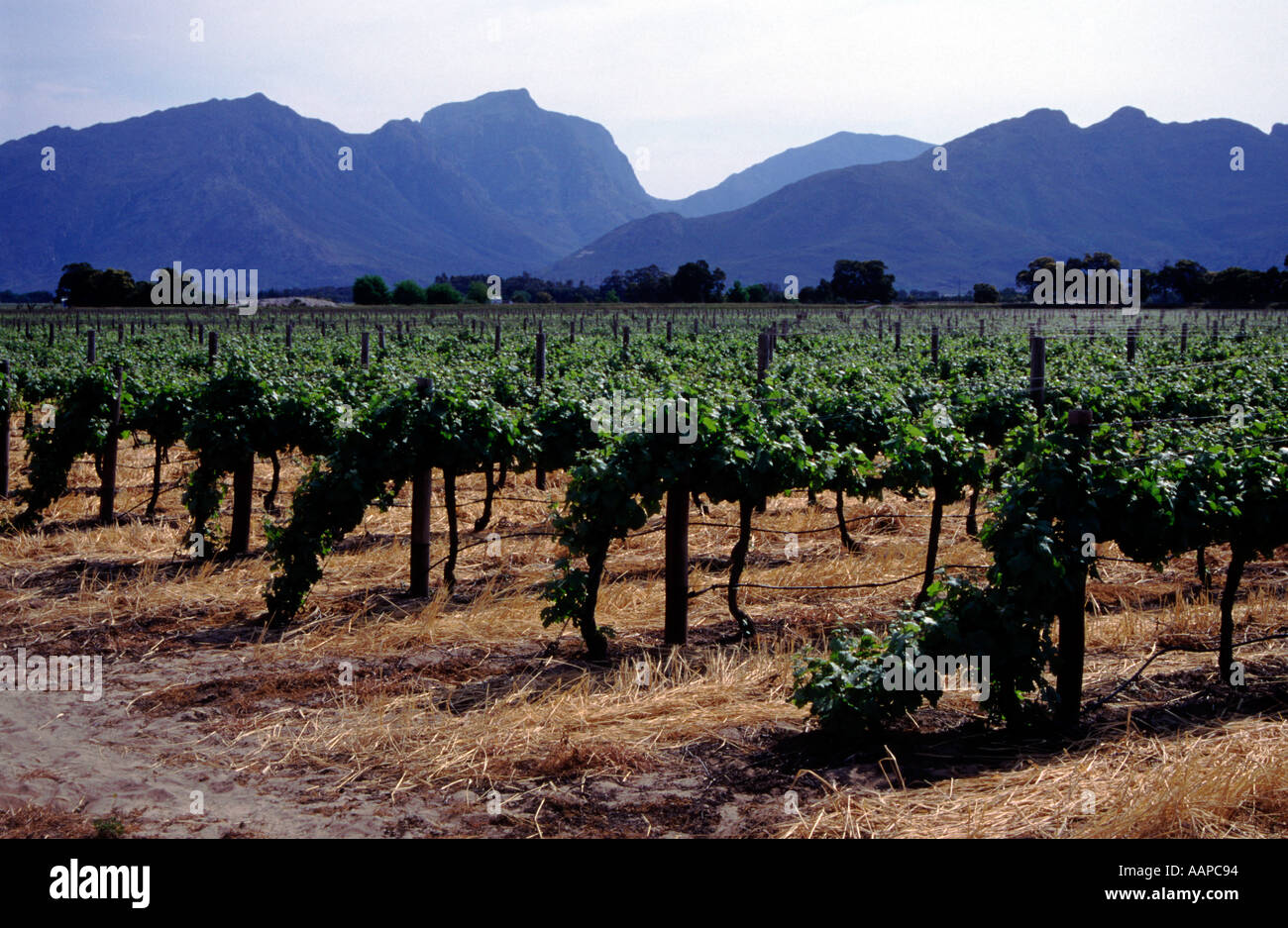 Vines and Mountains at Wellington Western Cape South Africa RSA Stock ...
