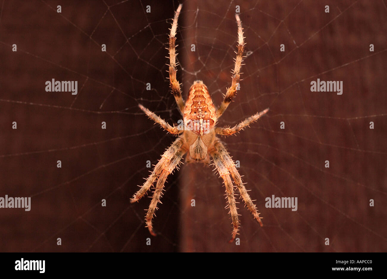 British garden spider suspended on a dark background Stock Photo - Alamy
