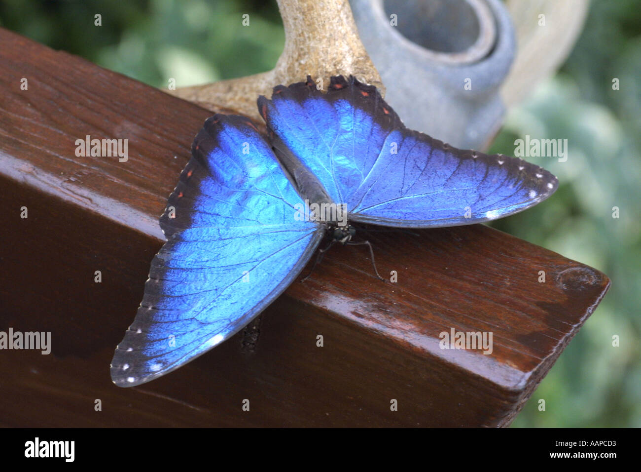 Blue morpho butterfly close up Stock Photo - Alamy