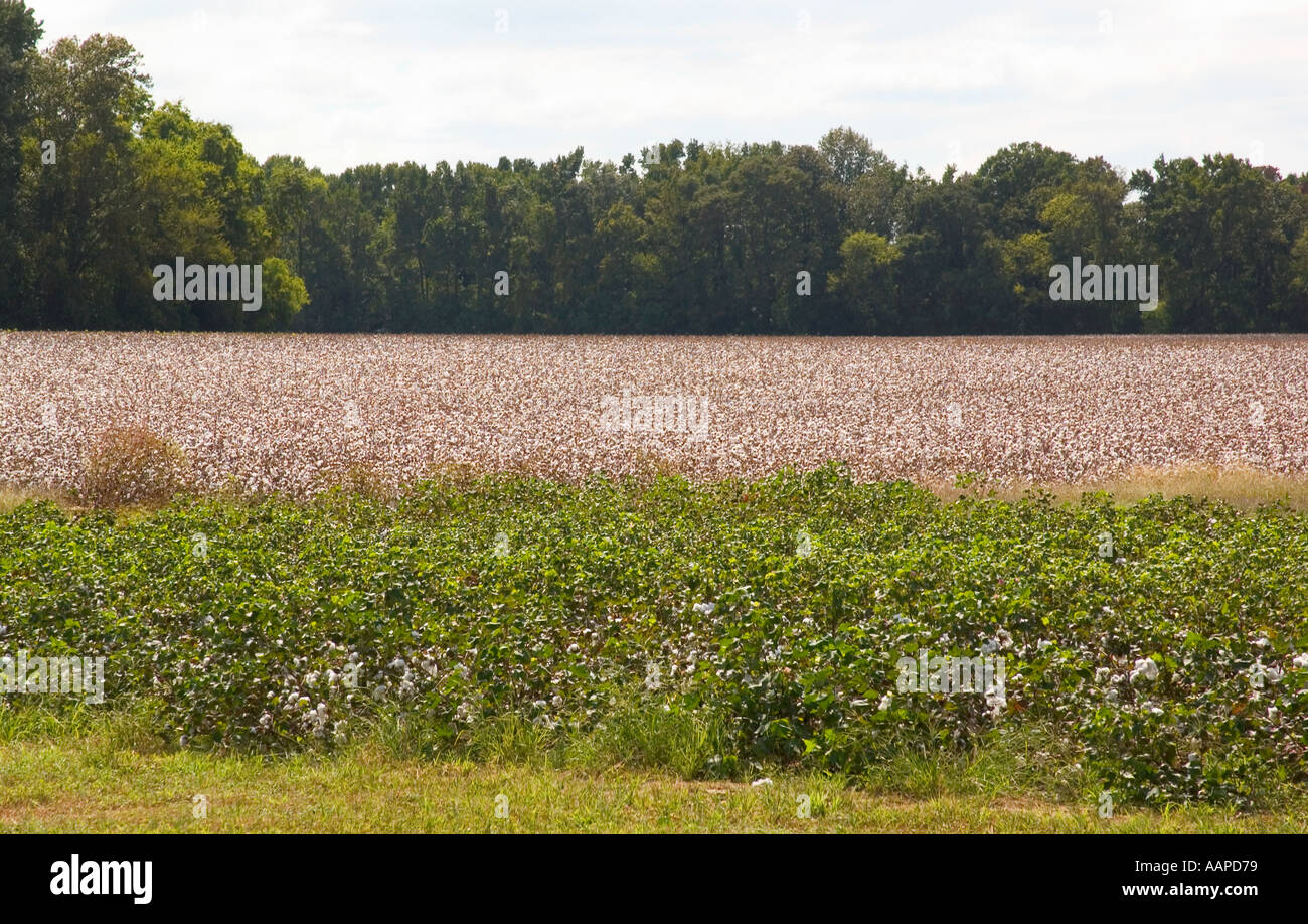 Homegrown cotton hi-res stock photography and images - Alamy