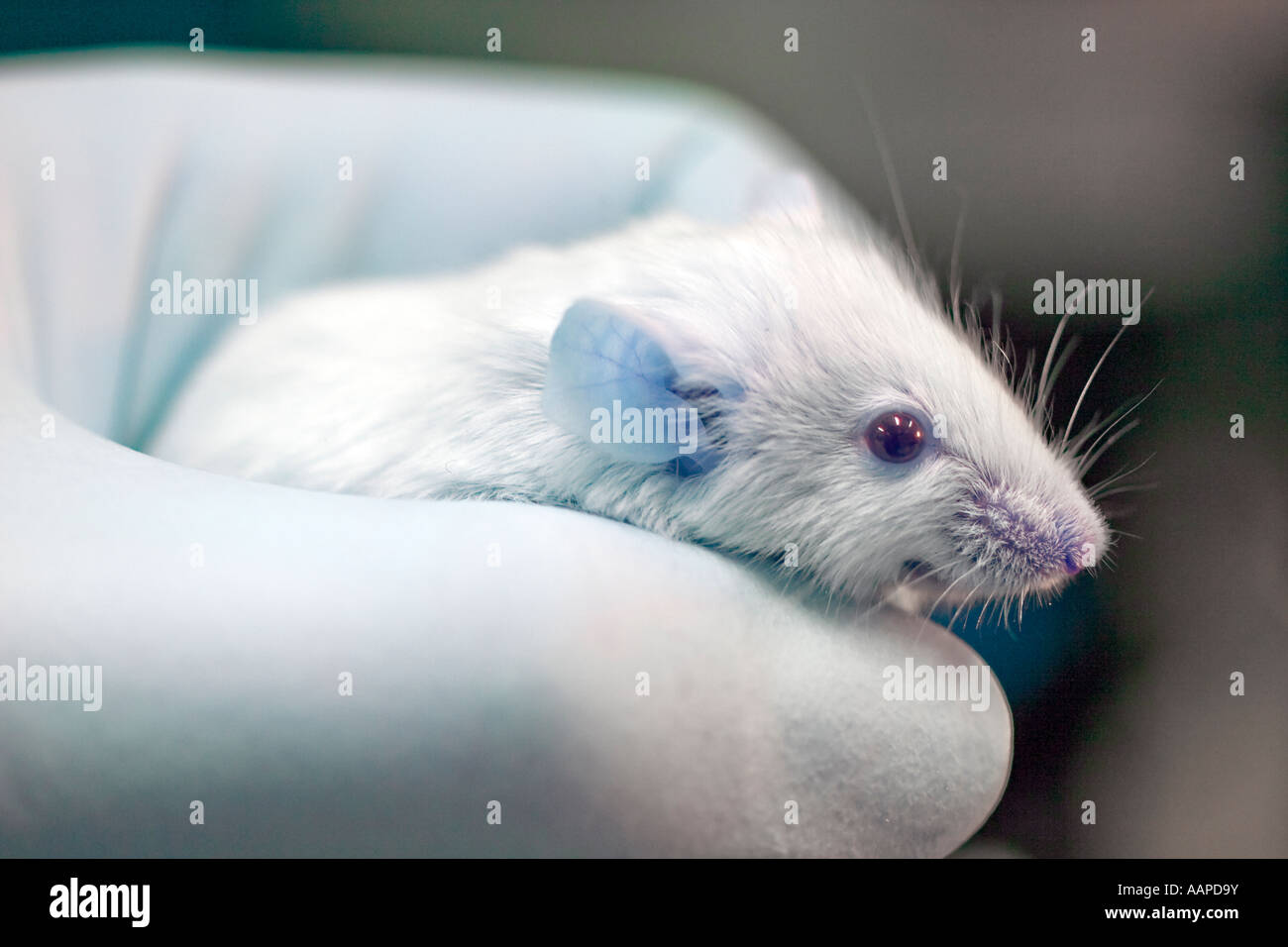 Transgenic Mouse High Resolution Stock Photography and Images - Alamy