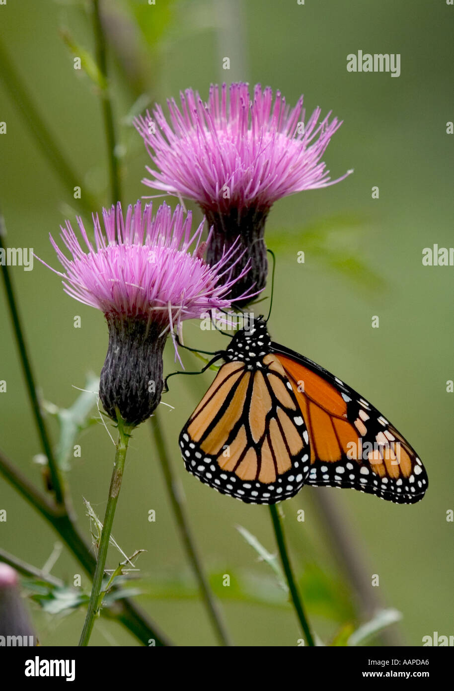 Monarch Butterfly feeding on thistle bloom Southern Ontario Canada ...