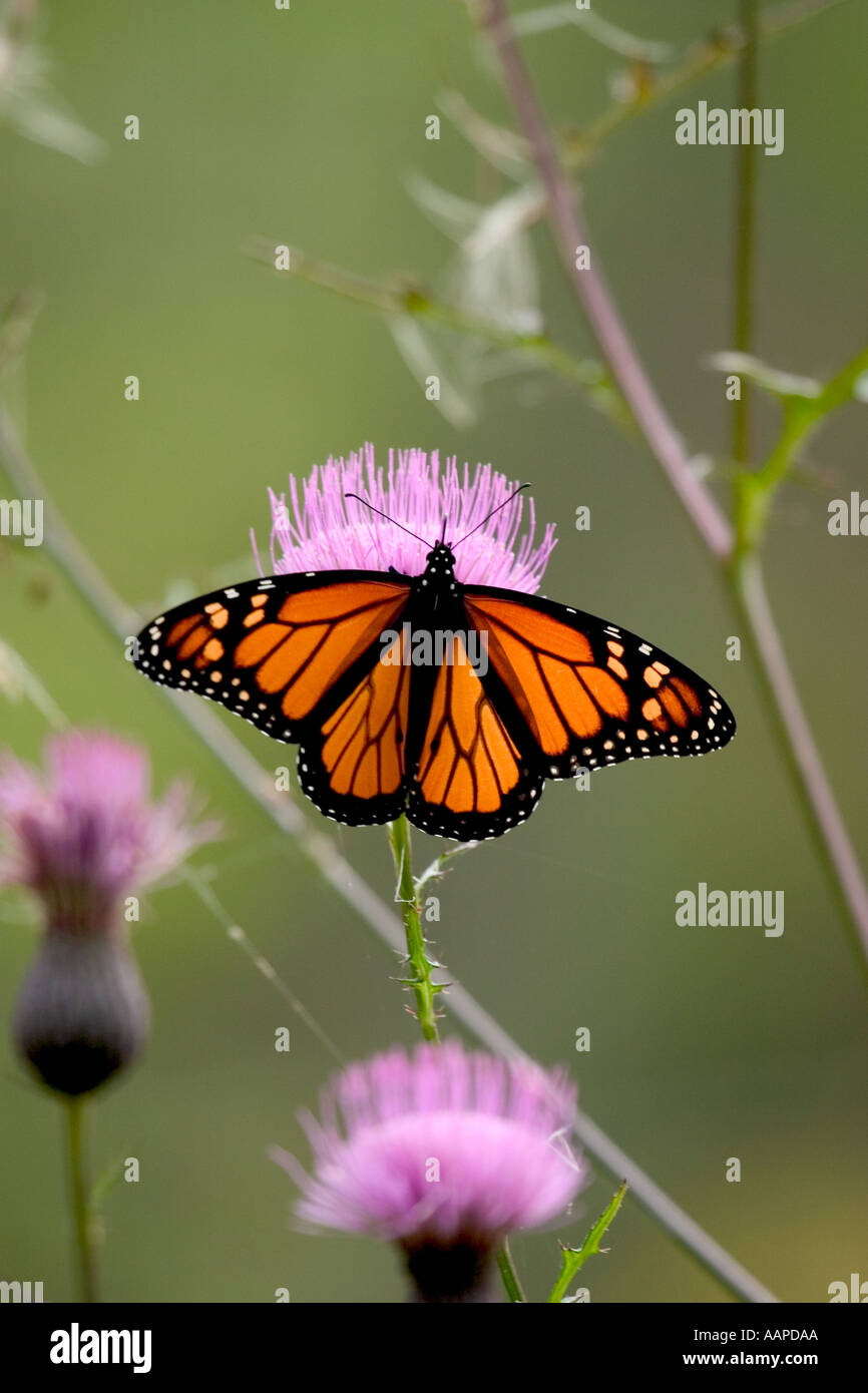 Monarch butterfly feeding on thistle bloom Southern Ontario Canada ...