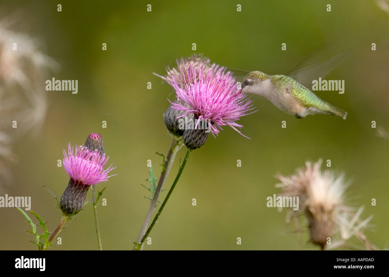 Ruby Throat hummingbird hen feeding on thistle bloom southern Ontario ...