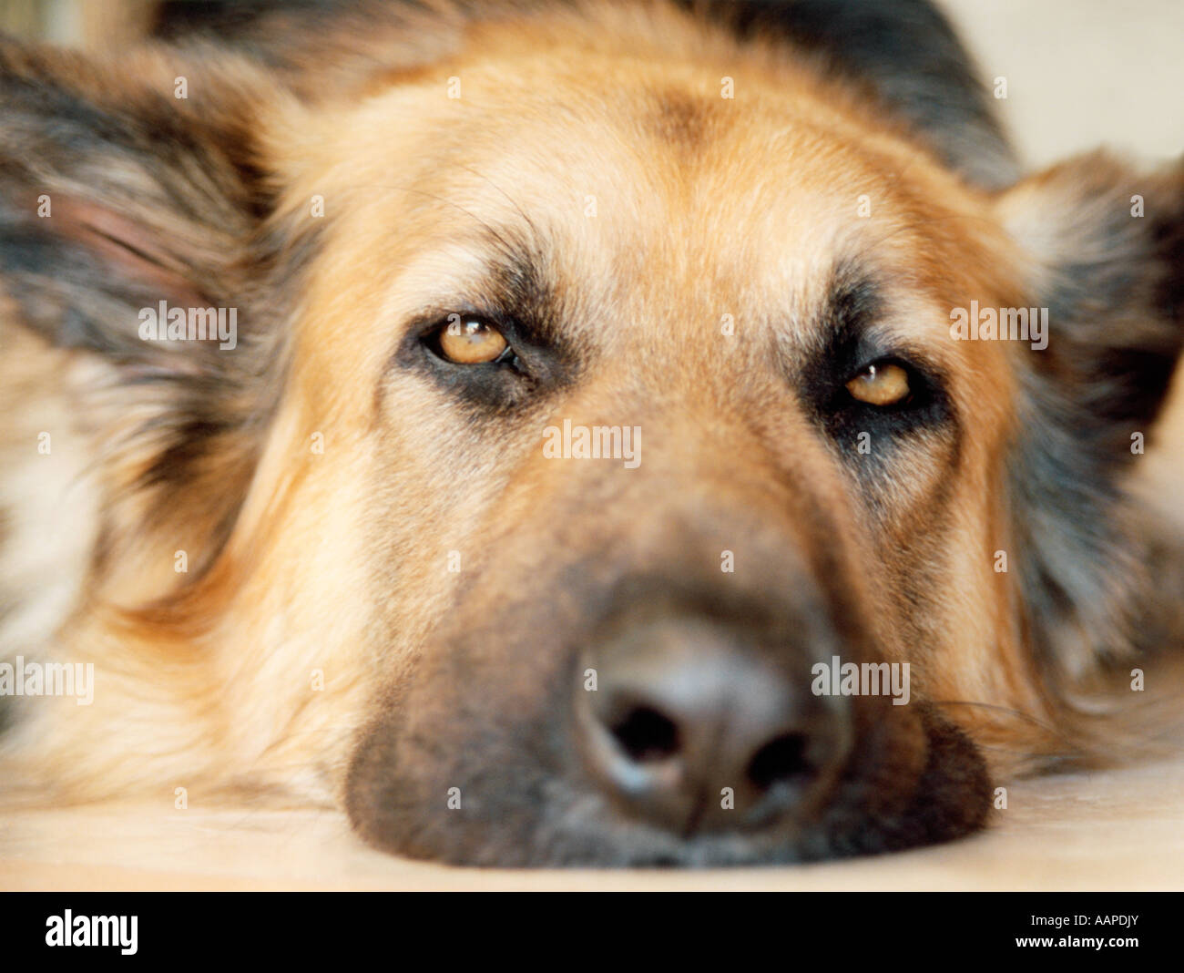 A german sheperd dog Alsation Stock Photo - Alamy