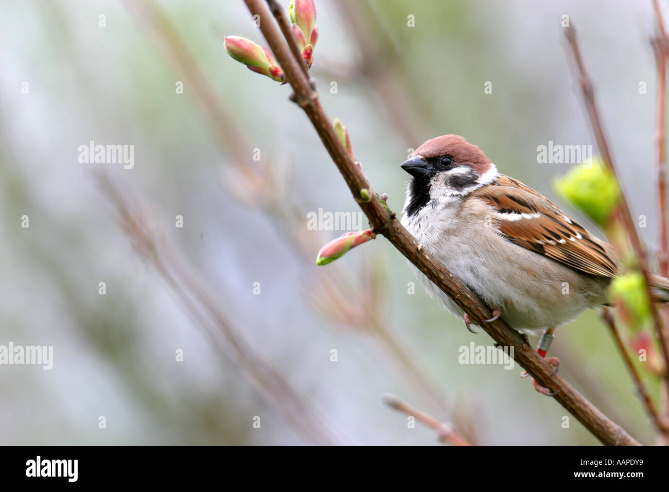 Tree sparrow taken in spring at RSPB Old Moor Stock Photo - Alamy