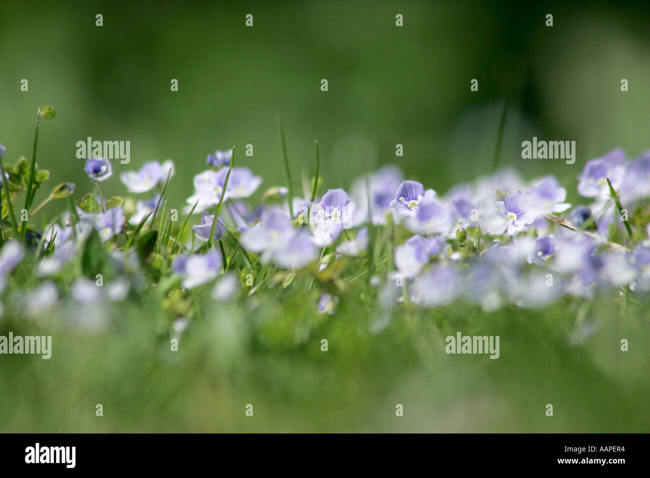 Ground level view of blue Common Field Speedwell (Veronica persica) in ...