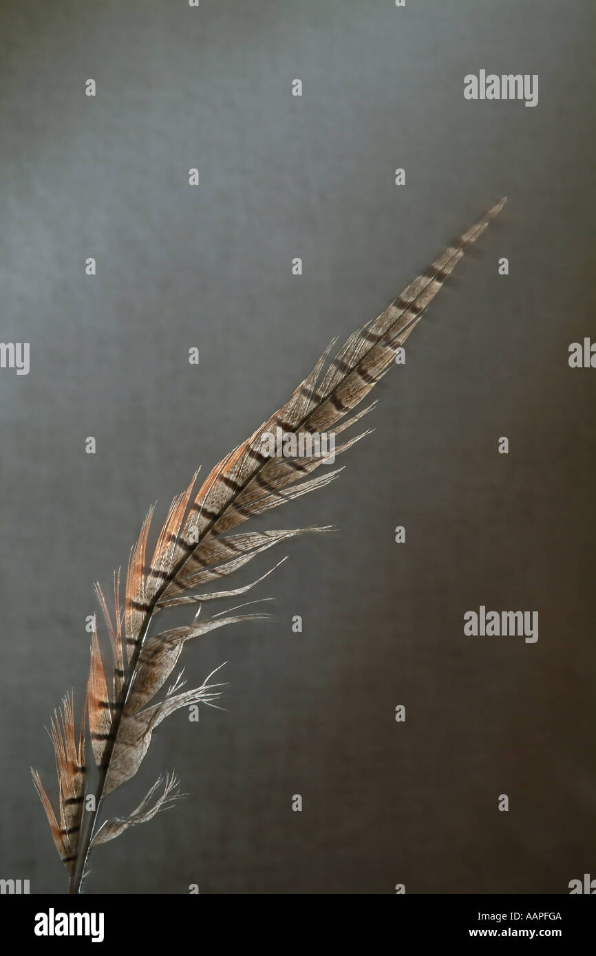 Pheasant feather hi-res stock photography and images - Alamy