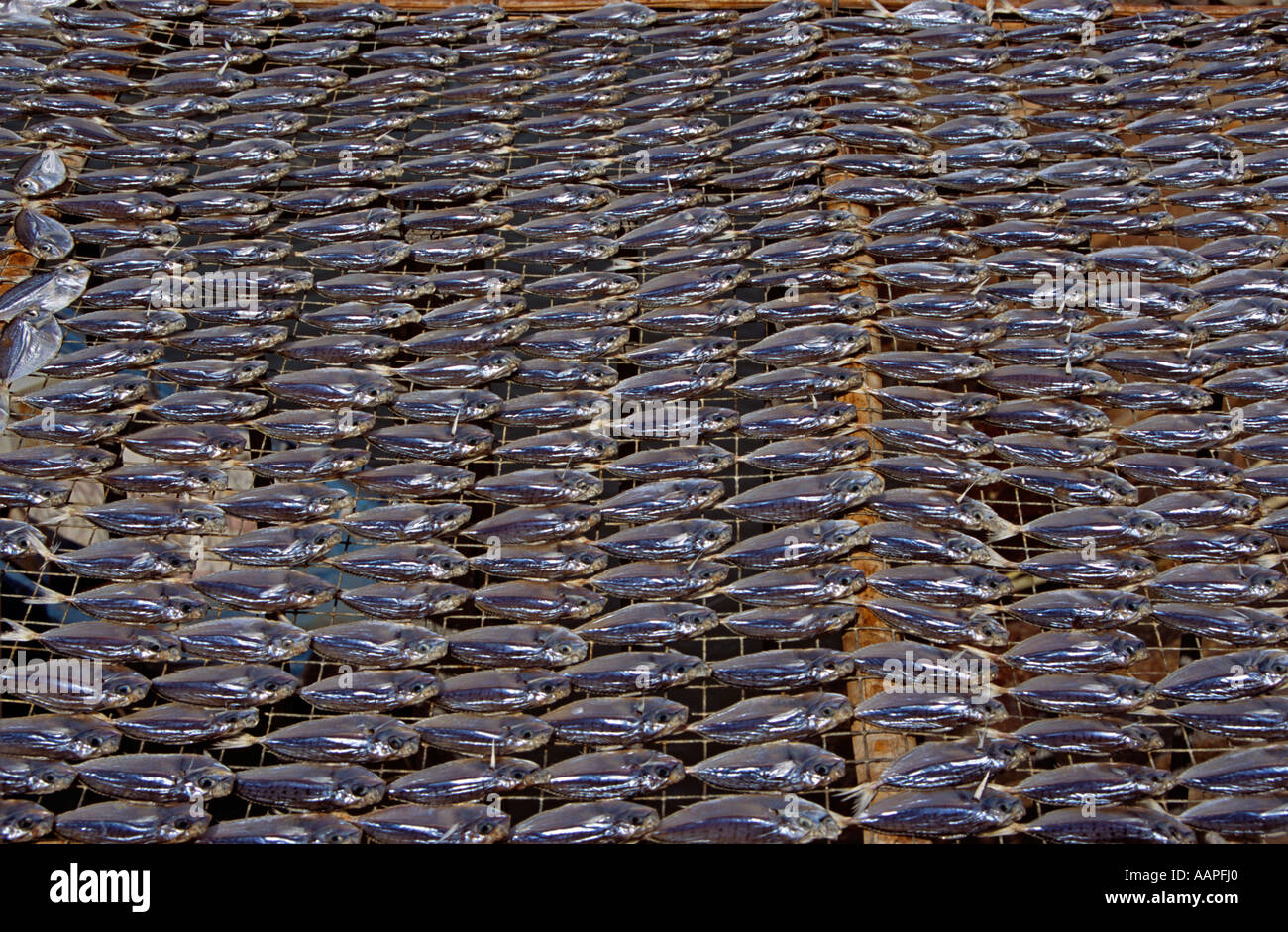 Fish drying, Cheung Chau Island, Hong Kong, China Stock Photo - Alamy
