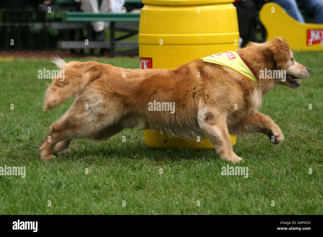 All breed dog show Stock Photo - Alamy
