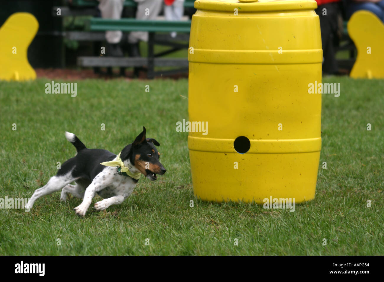 All breed dog show Stock Photo - Alamy