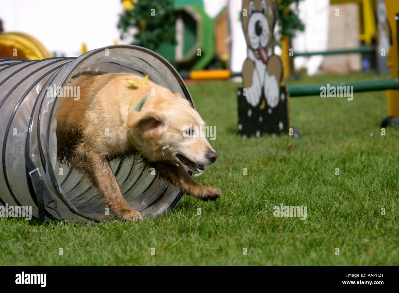 Brainy dog hi-res stock photography and images - Alamy