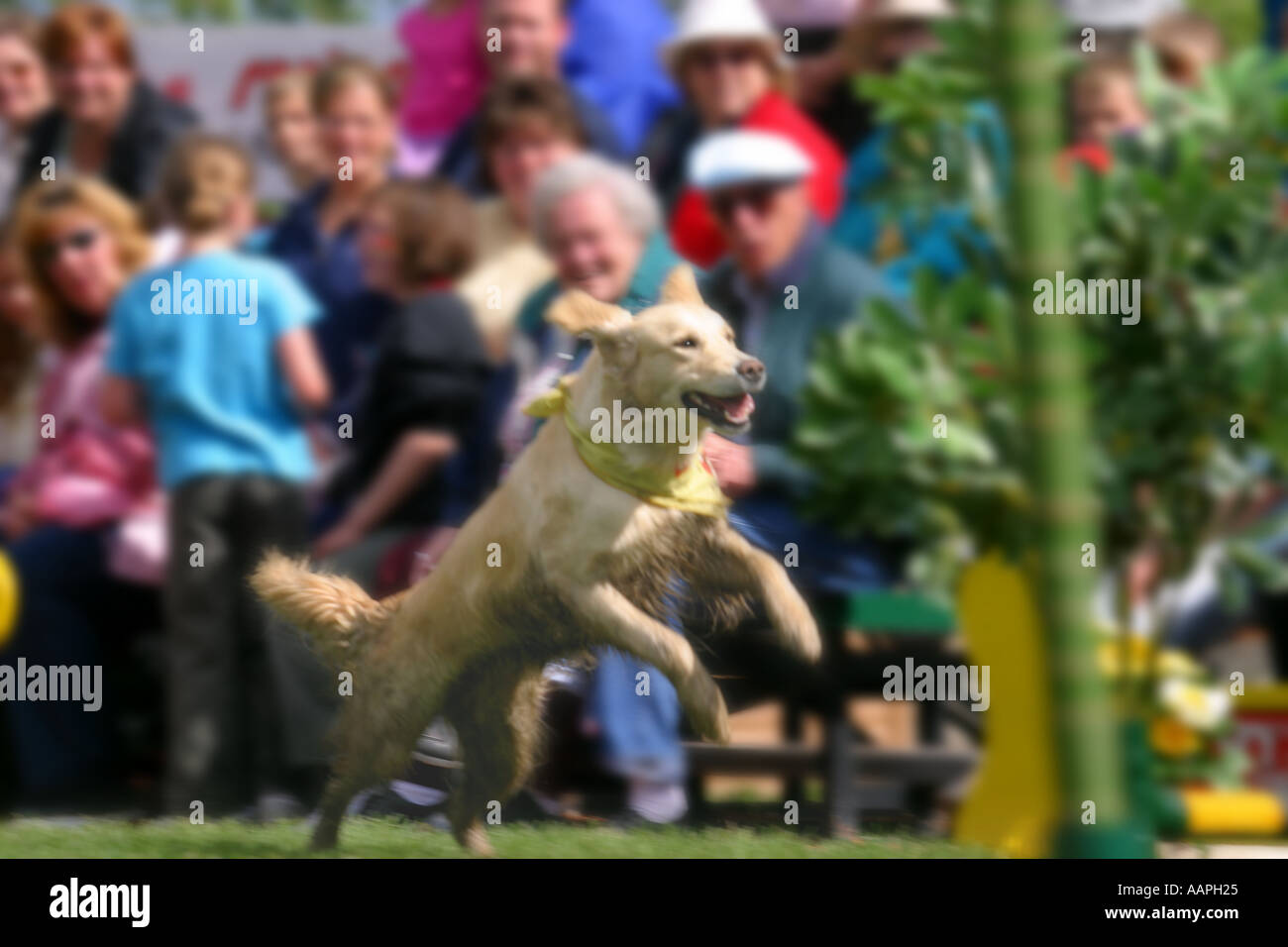 All breed dog show Stock Photo - Alamy
