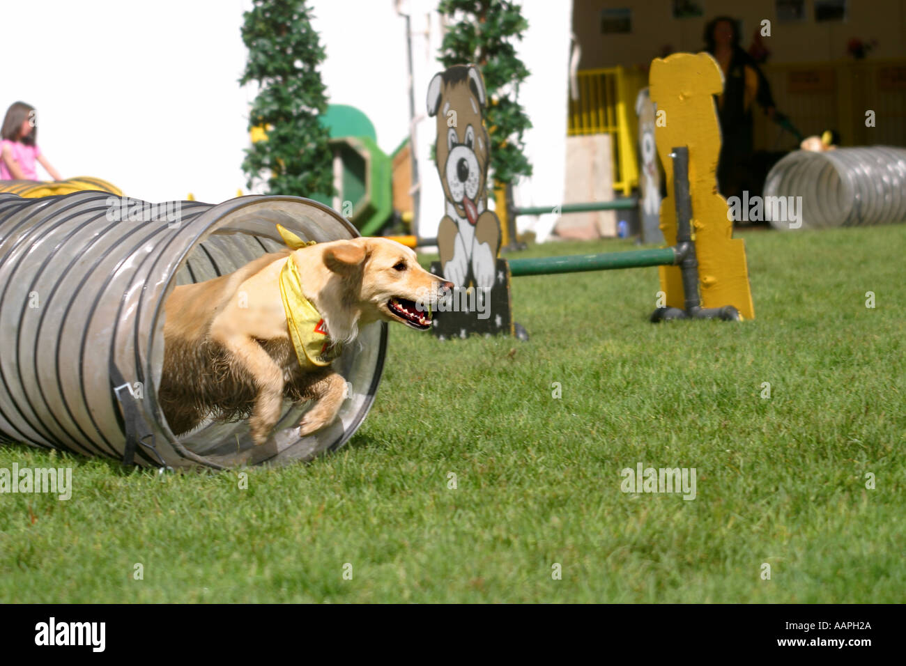 All breed dog show Stock Photo - Alamy