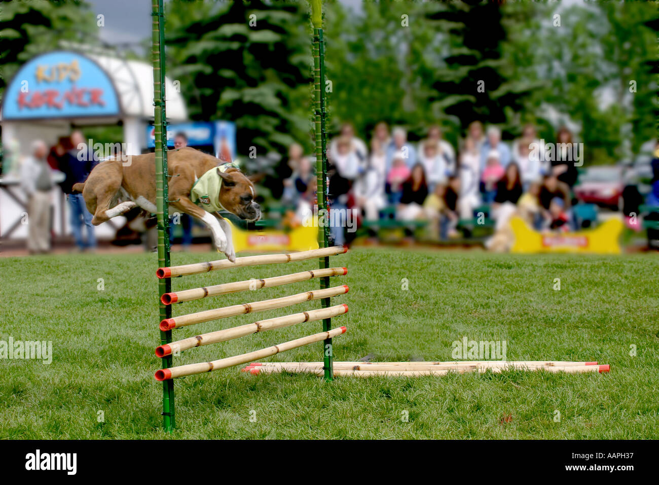 Show jumping athlete hi-res stock photography and images - Alamy