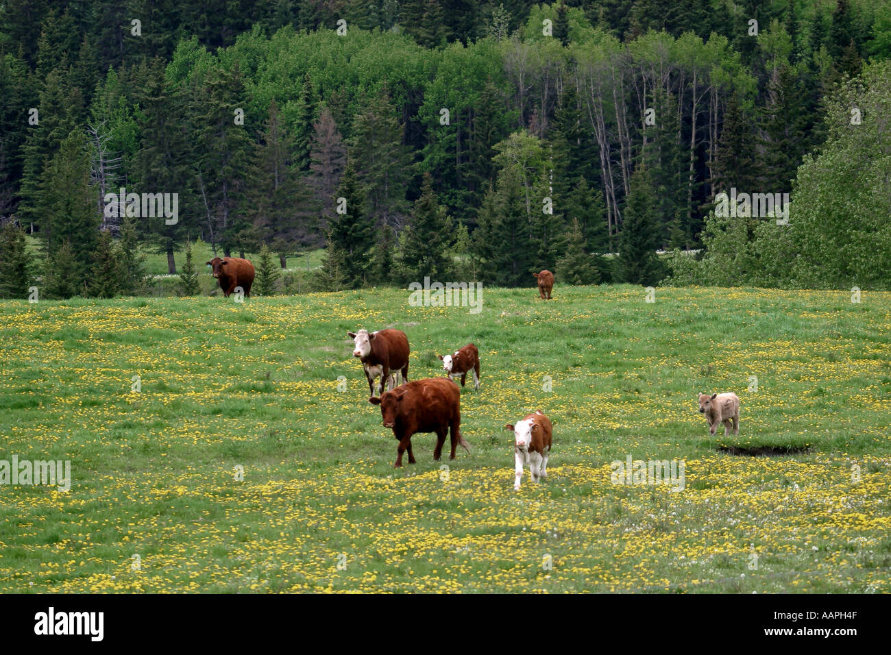 Livestock grazing in an open pasture Stock Photo - Alamy