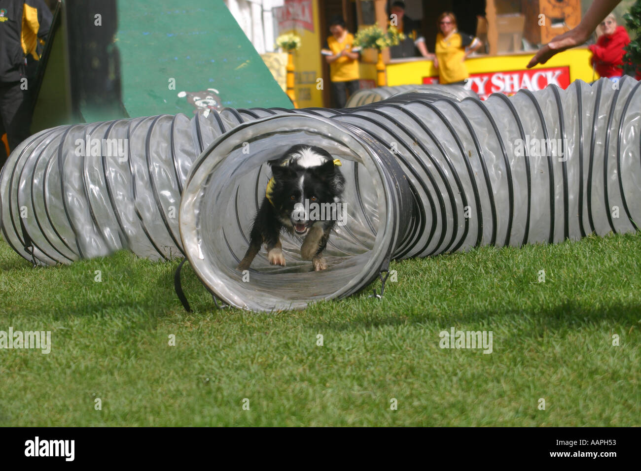 All breed dog show Stock Photo - Alamy