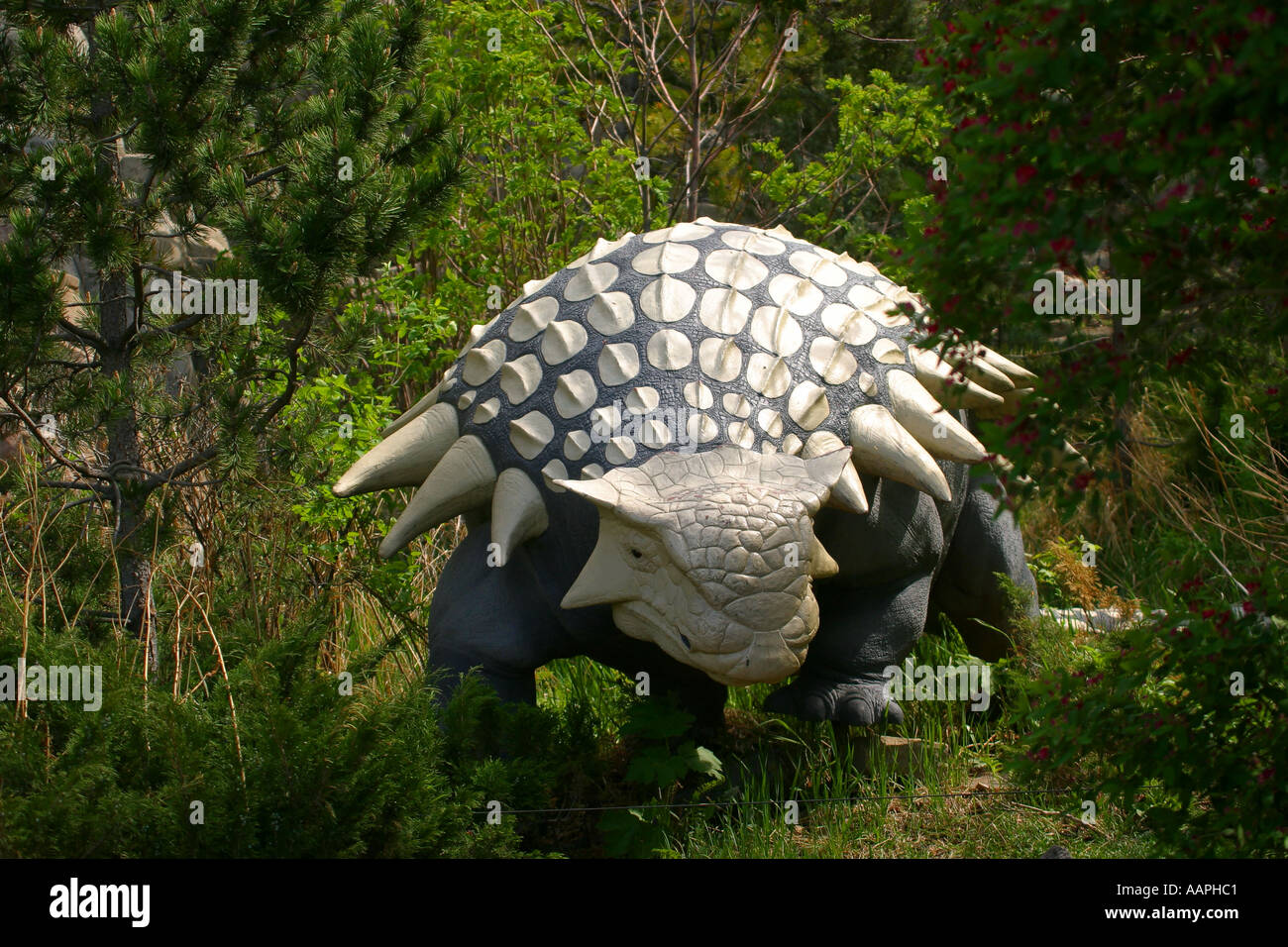 Ankylosaurus hi-res stock photography and images - Alamy