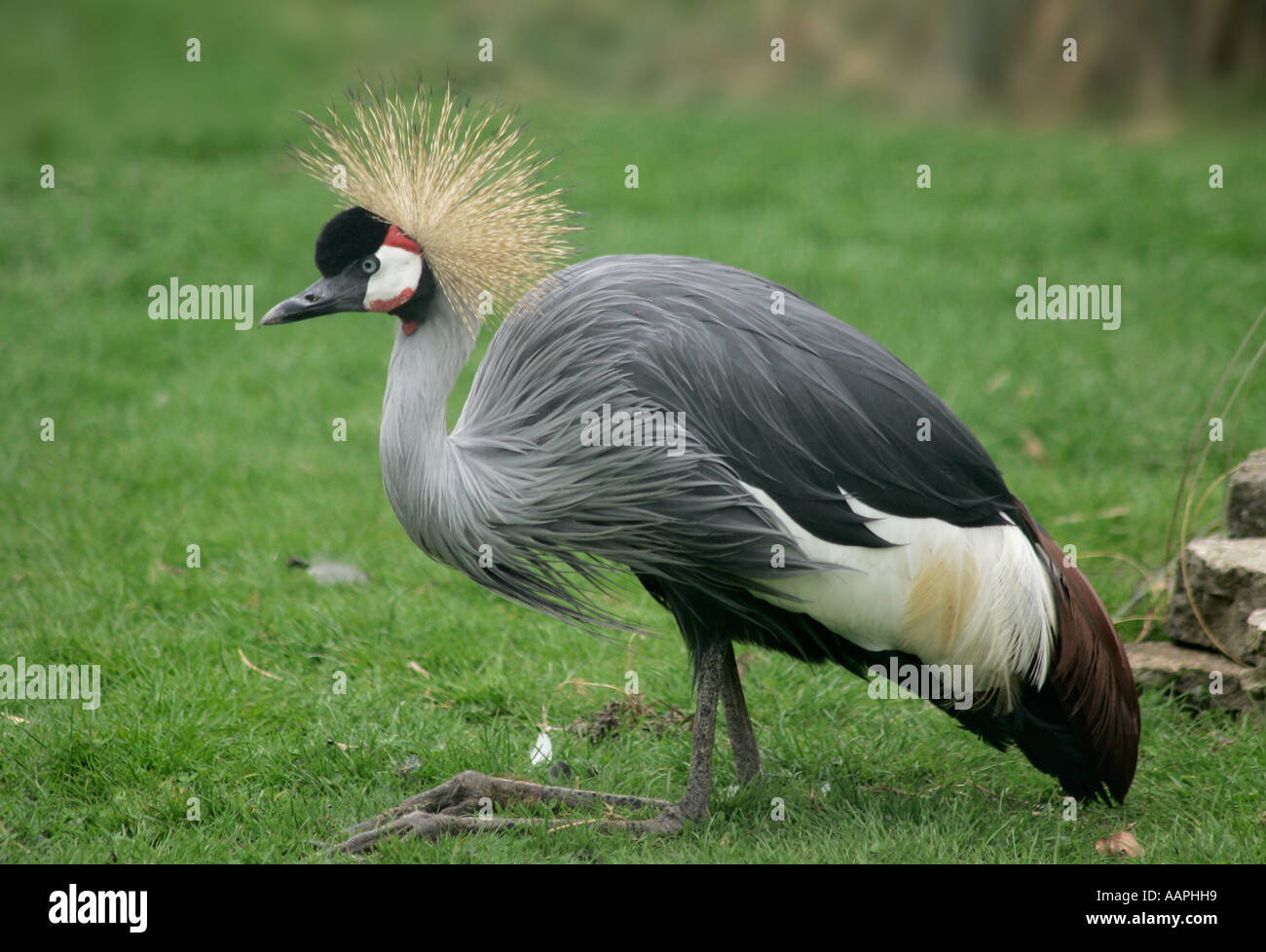 Crane feet hi-res stock photography and images - Alamy