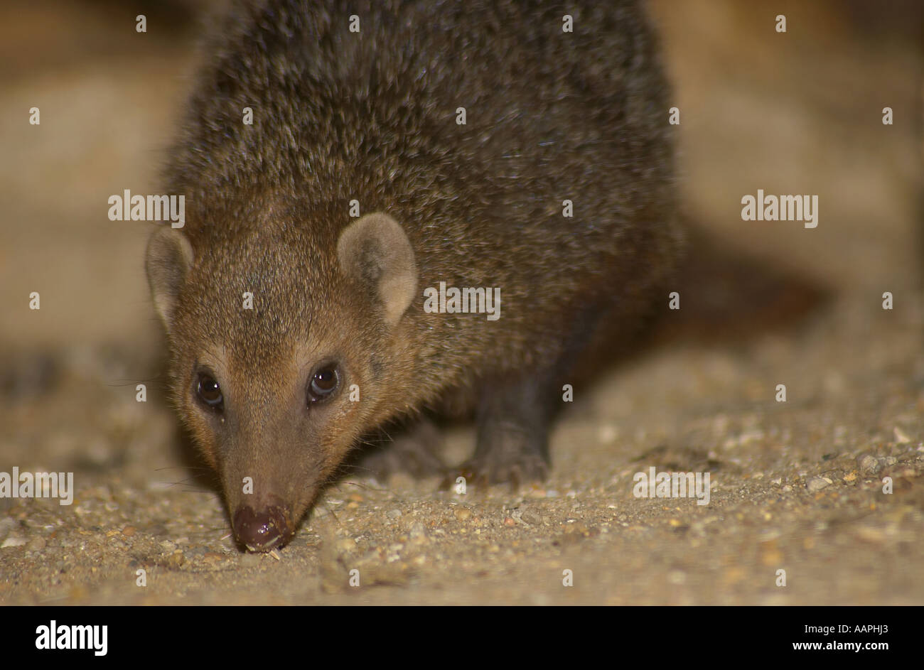 A single Common Cusimanse (Crossarchus obscurus) making eye contact ...