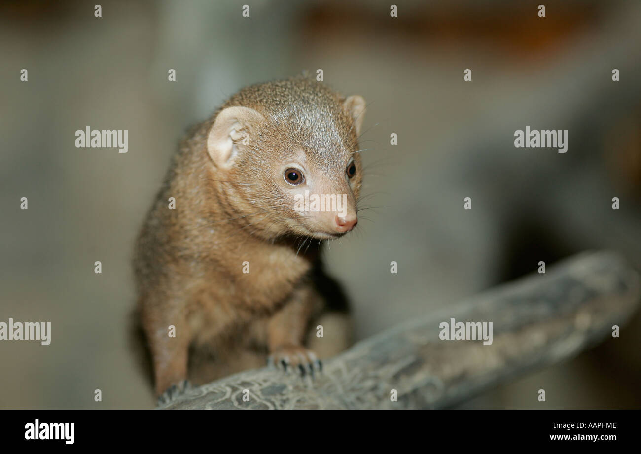 A single Common Dwarf Mongoose (Helogale parvula) sitting on a low ...