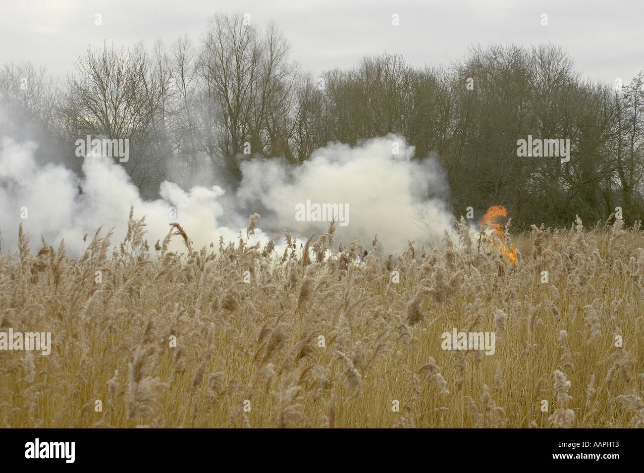 Fire and smoke spreading across a field in Sussex, England, UK Stock ...