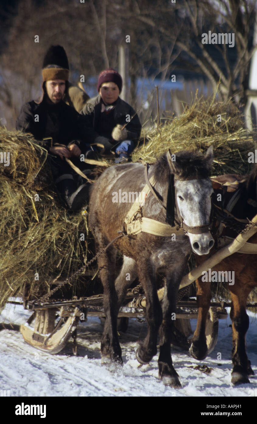 Horse drawn sleigh carrying hay Transylvania Romania Stock Photo - Alamy