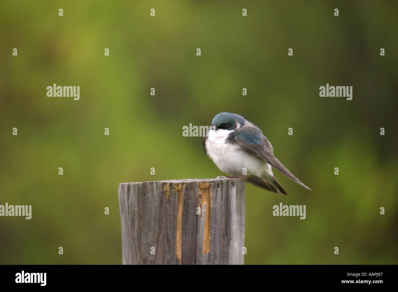 Birds of North America tree swallow, tachycineta bicolor Stock Photo ...