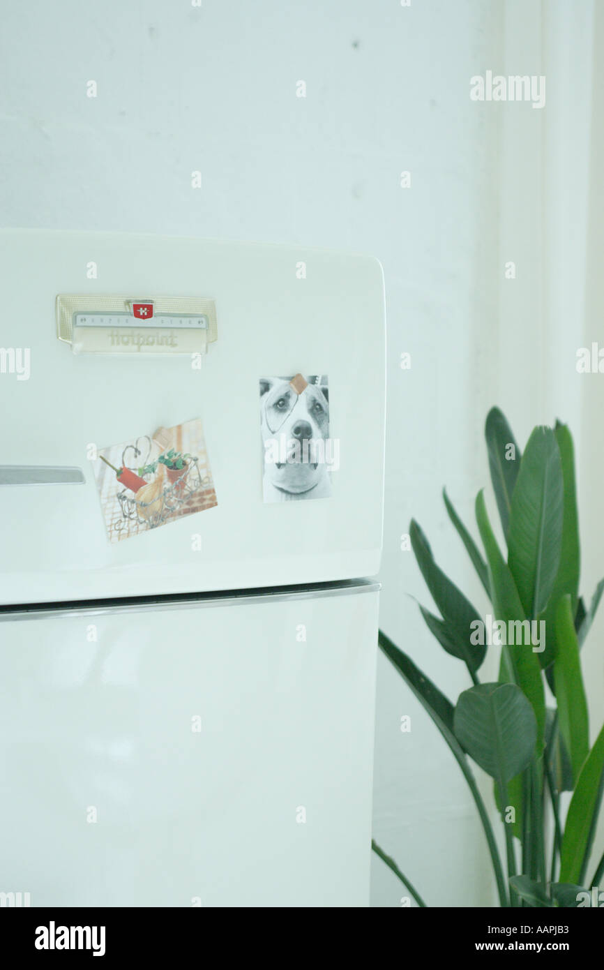 Refrigerator and plant Stock Photo - Alamy
