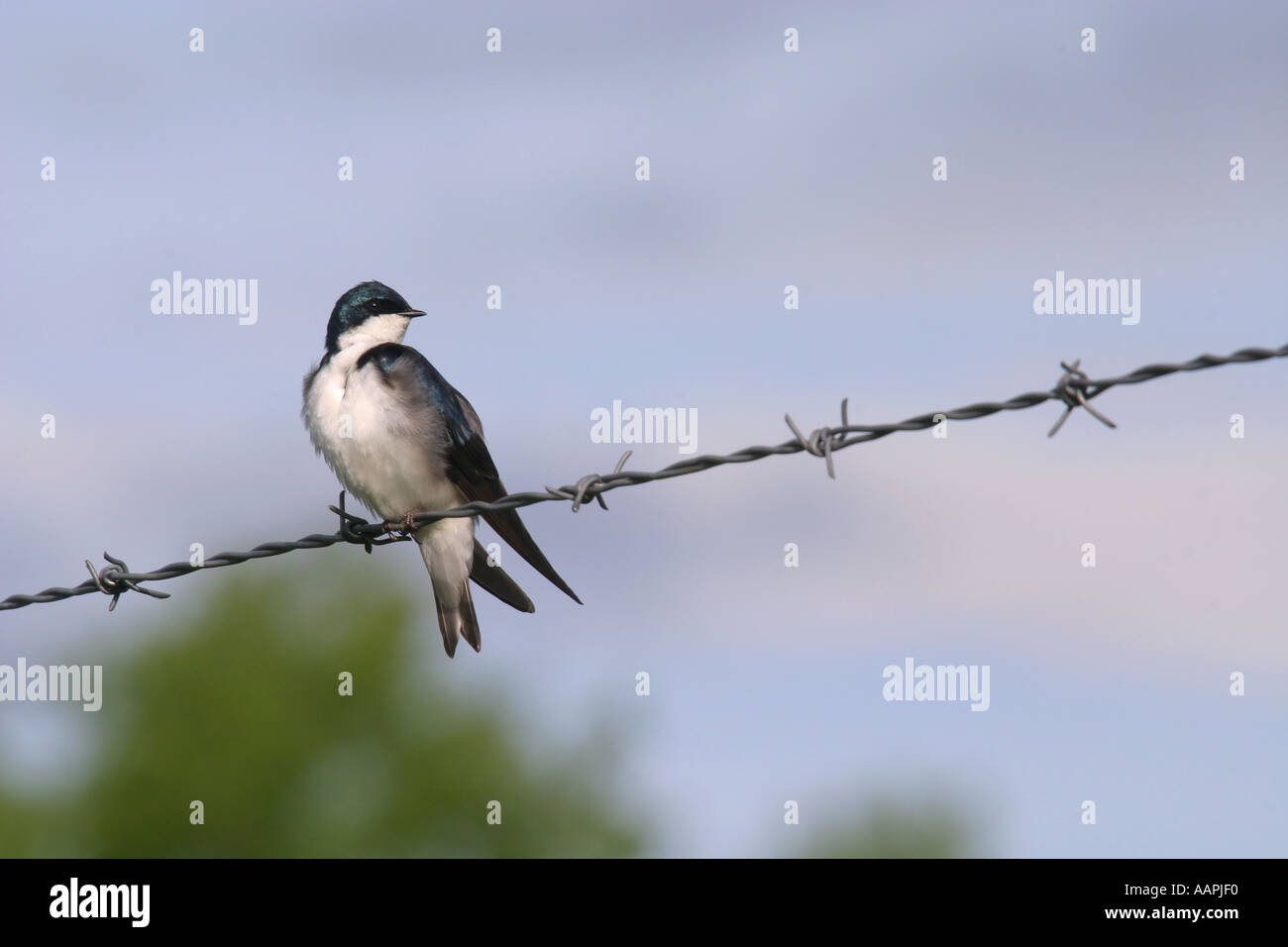 Birds of North America tree swallow, tachycineta bicolor Stock Photo ...