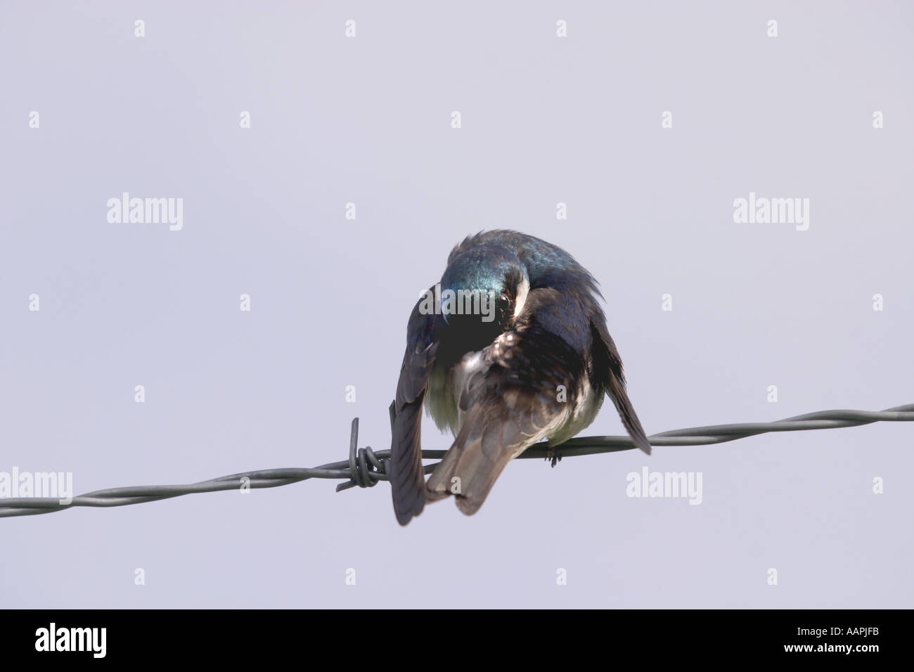 Birds of North America tree swallow, tachycineta bicolor Stock Photo ...