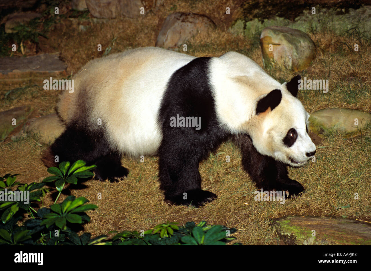 Anan, Male Giant Panda, Ocean Park, Hong Kong, China Stock Photo - Alamy