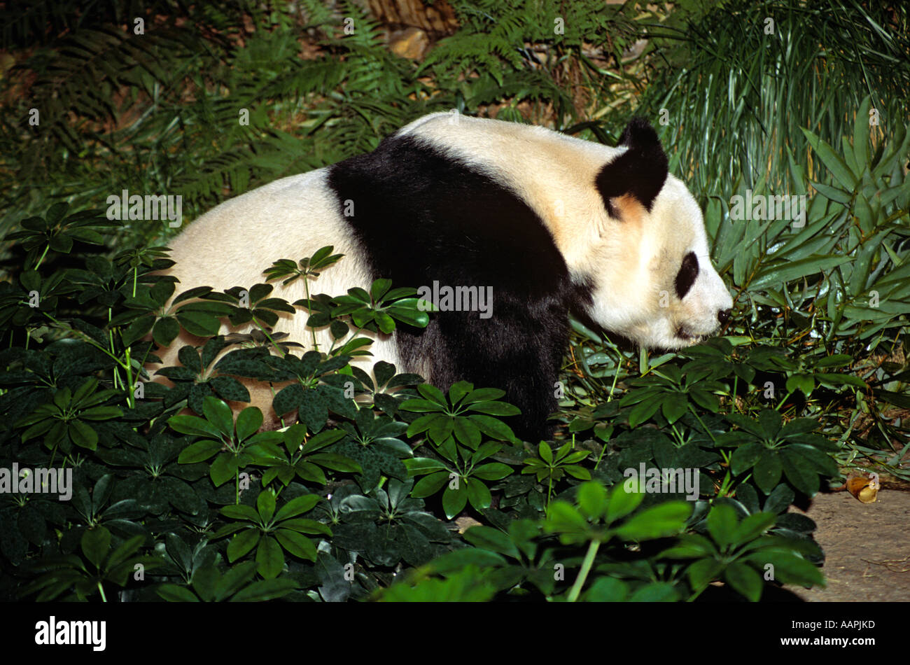 Anan, Male Giant Panda, Ocean Park, Hong Kong, China Stock Photo - Alamy