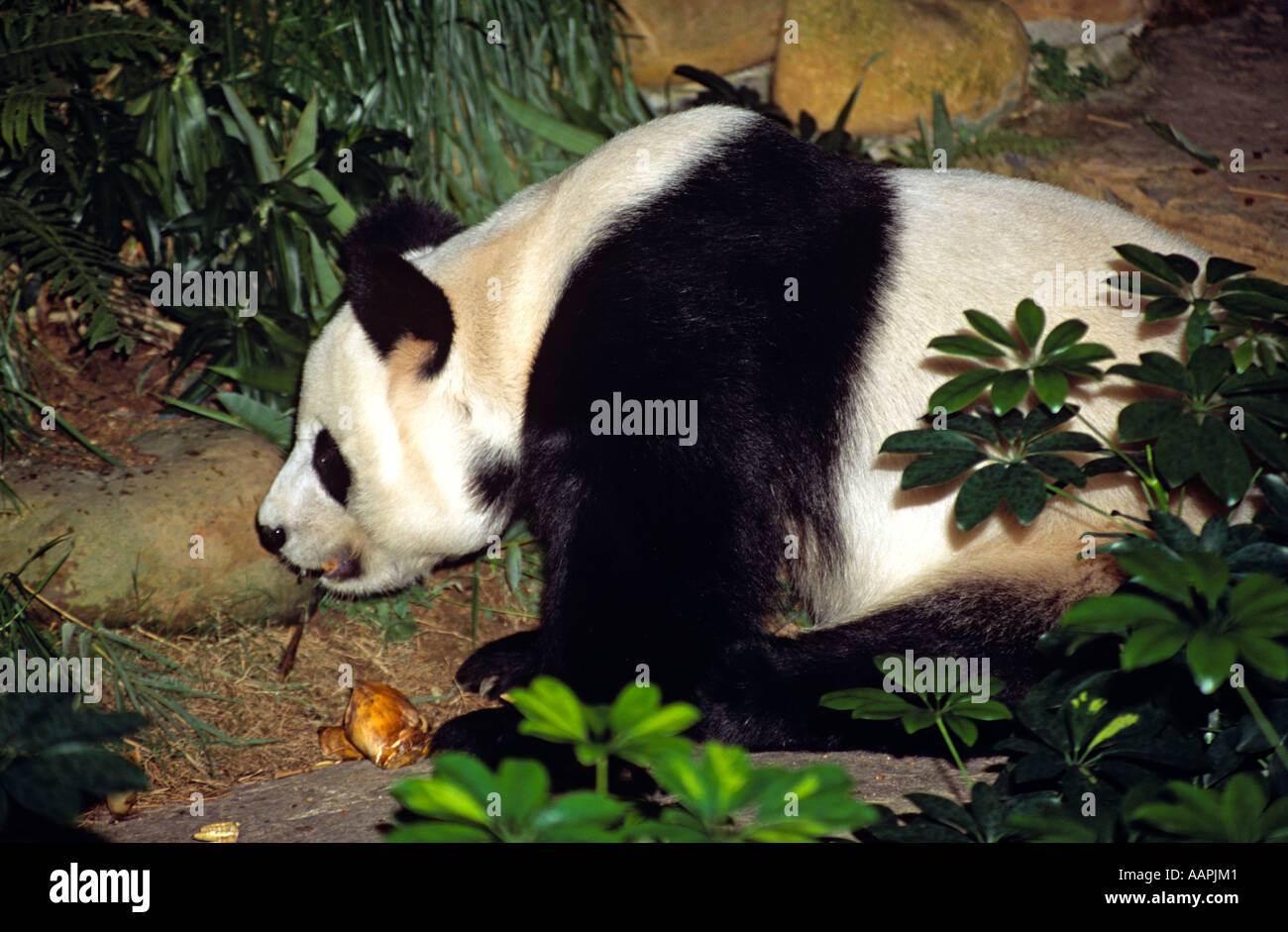 Pandas of ocean park hi-res stock photography and images - Alamy