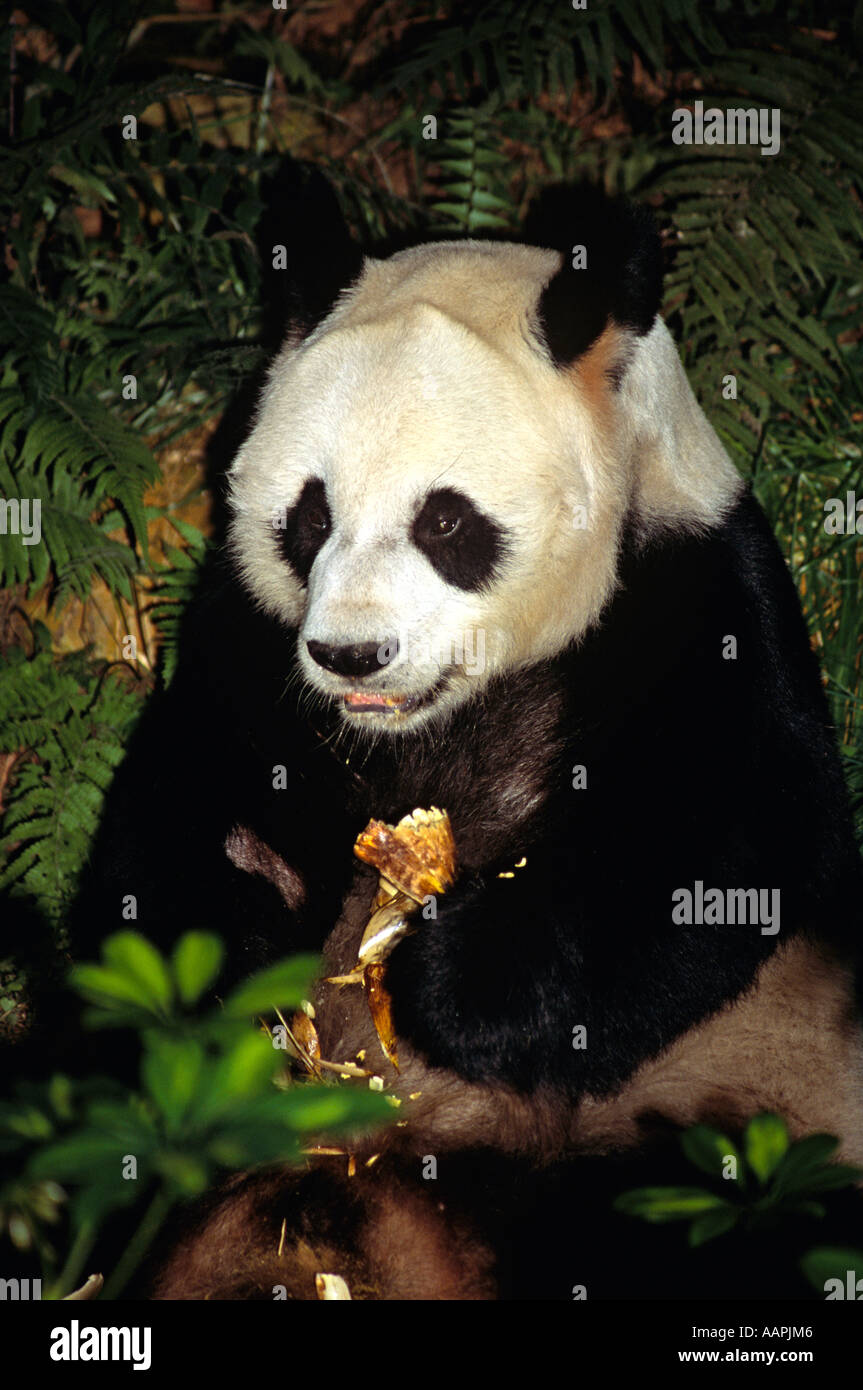 Anan, Male Giant Panda, Ocean Park, Hong Kong, China Stock Photo - Alamy