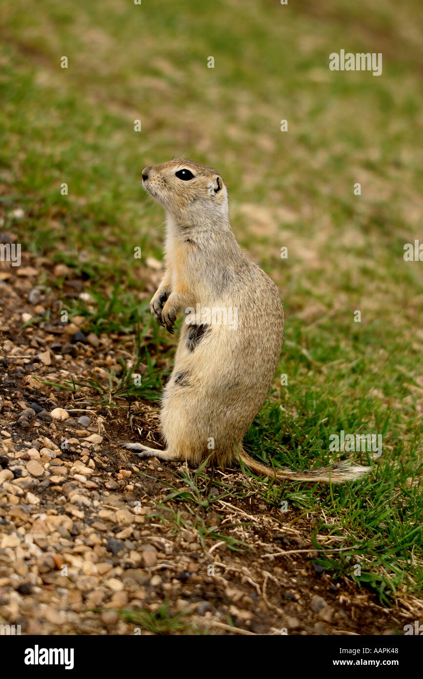 Gopher Richardson,s Ground Squirrel, spermophilus richardsonii Stock ...